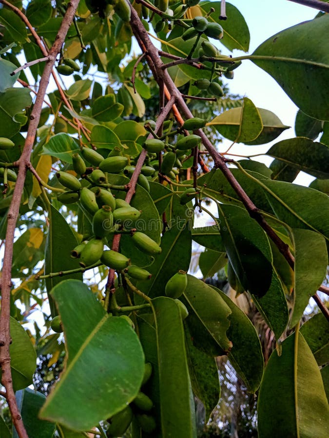 Java Plum, Young Java Plum Green Fruit India Stock Image - Image of ...