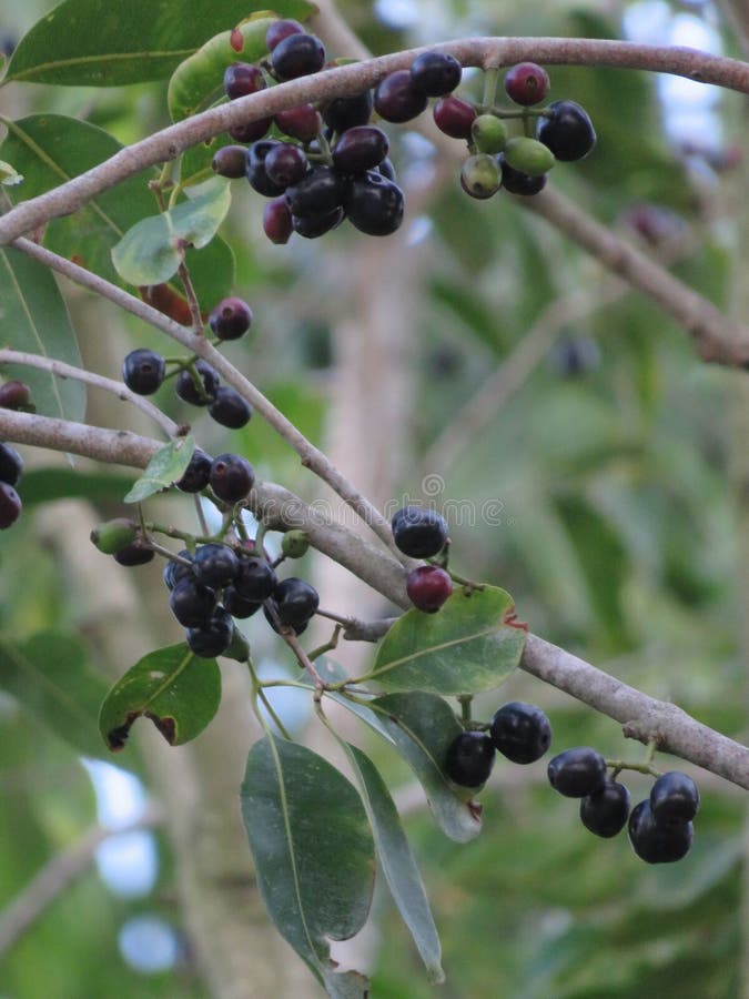 Java Pulm Syzygium Cumini L. Stock Photo - Image of syzygium, java ...