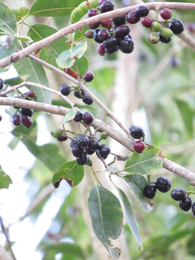 744 Syzygium Cumini Stock Photos - Free & Royalty-Free Stock Photos ...