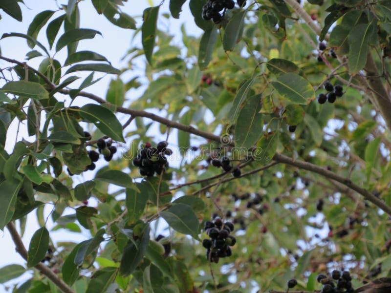 Java Pulm Syzygium Cumini L. Stock Image - Image of blossom, berry ...
