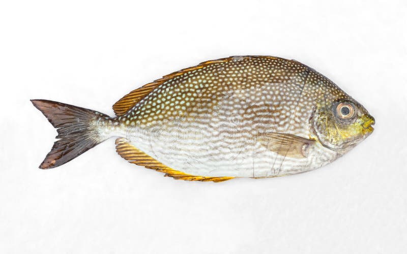 Java rabbitfish stock afbeelding. Image of zonlicht, staart - 39838539