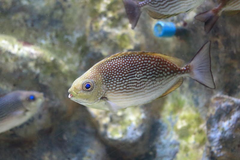 Bluespotted spinefish stock photo. Image of spinefish - 58006492