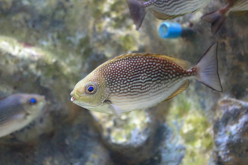 Java Rabbitfish or Bluespotted Spinefish or Streaked Spinefoot Stock ...