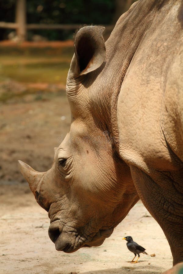 Rhino Profile stock image. Image of ancient, profile, rhinoceros - 6384369
