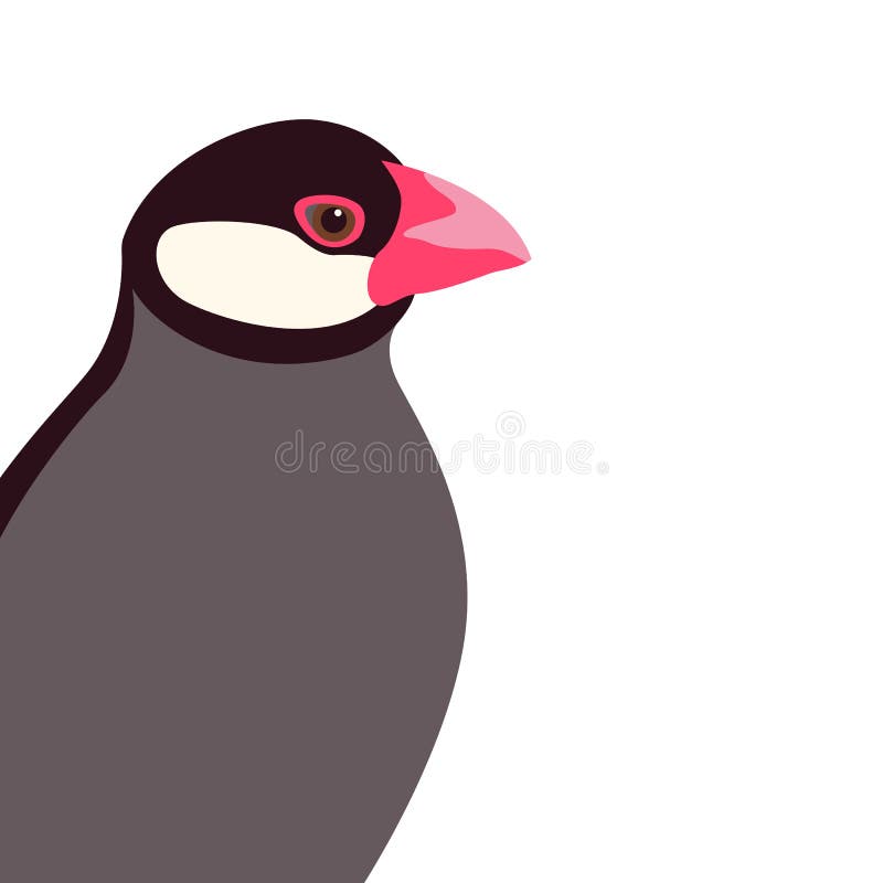 Java Rice Finch Head Vector Illustration Flat Stock Vector ...