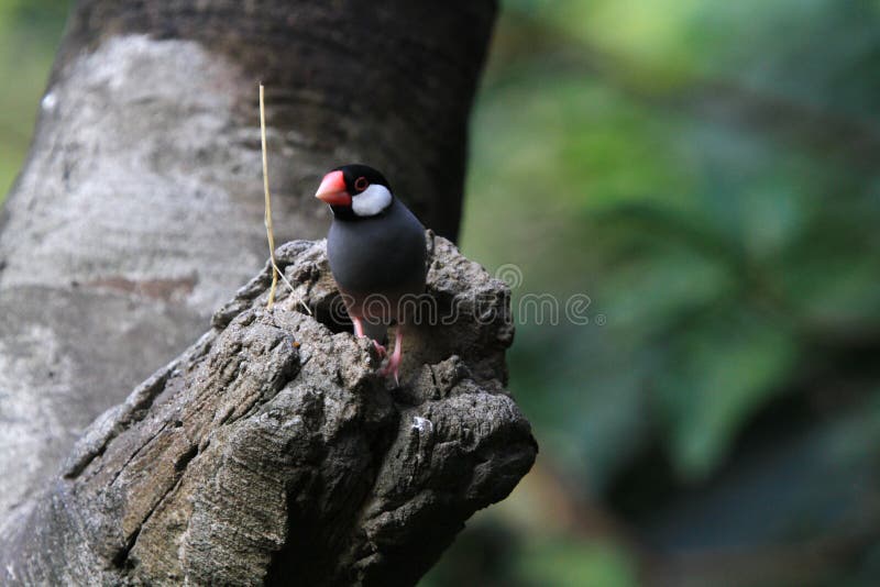 The Java Rice Sparrow. at Hk Park Stock Image - Image of indonesia ...