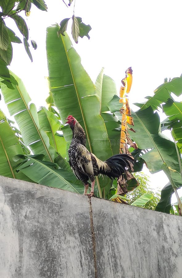 Java Rooster farm stock image. Image of green, flower - 264806309