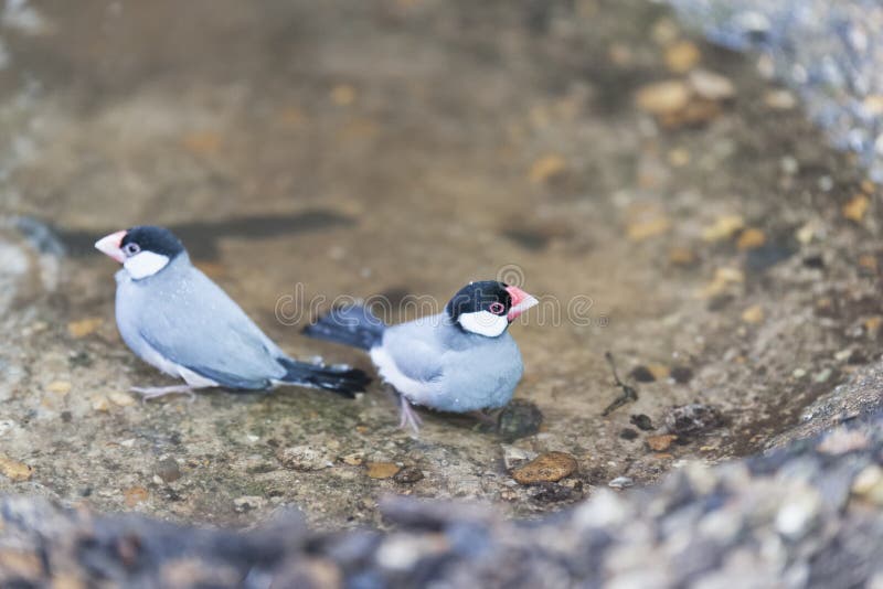 Java Sparow Stock Photos - Free & Royalty-Free Stock Photos from Dreamstime