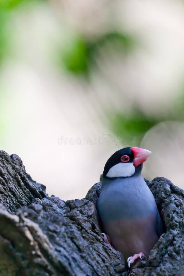 Endangered Bird - Java Sparrow Stock Photo - Image of home, sweet: 36517666