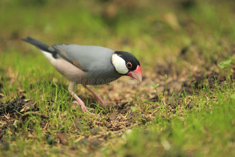 Java sparrow stock photo. Image of field, animal, nature - 25797706