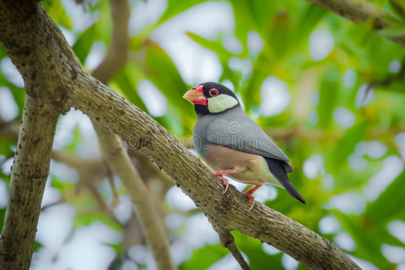 Java Sparrow imagem de stock. Imagem de sementes, branco - 43444389