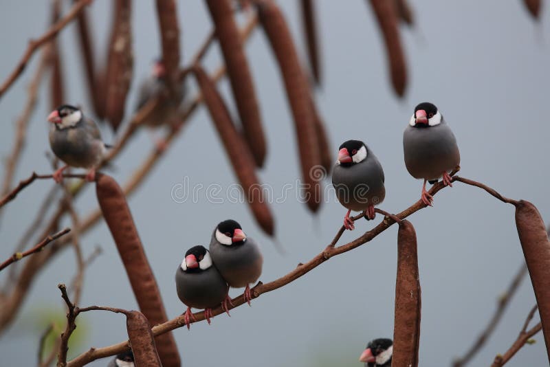 Java Sparrow Big Island Hawaii ,USA Stock Photo - Image of sparrow ...