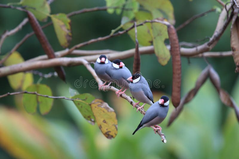Java Sparrow Big Island Hawaii ,USA Stock Photo - Image of close, bird ...