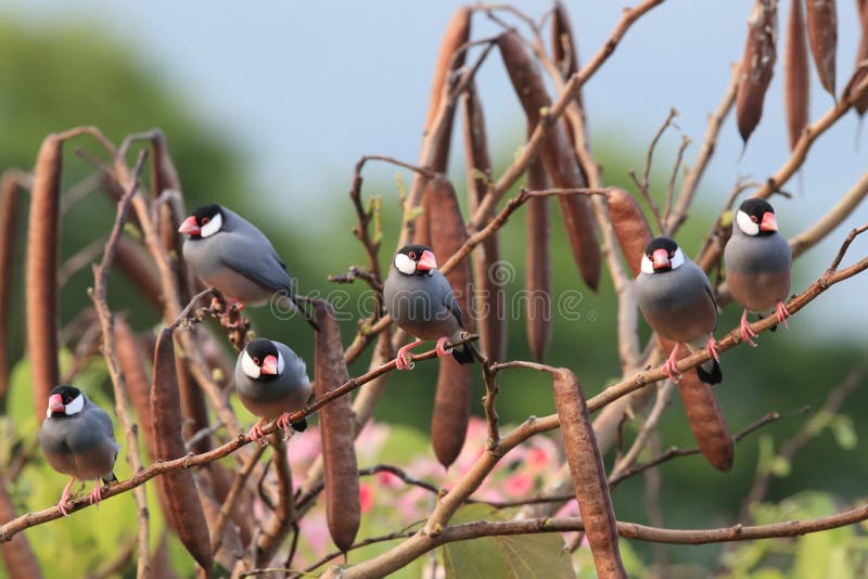 Java Sparrow Big Island Hawaii ,USA Stock Image - Image of caring, bird ...