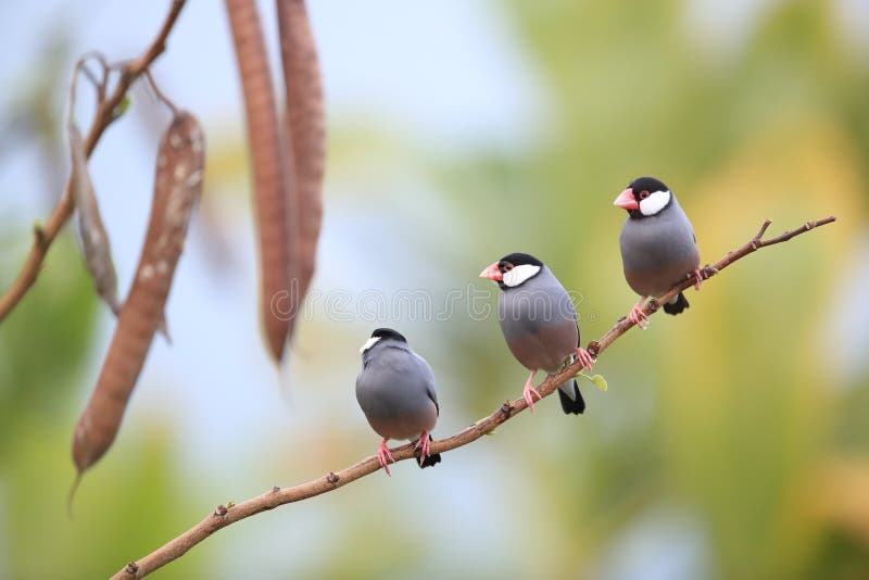 Java Sparrow Big Island Hawaii ,USA Stock Photo - Image of hawaii ...