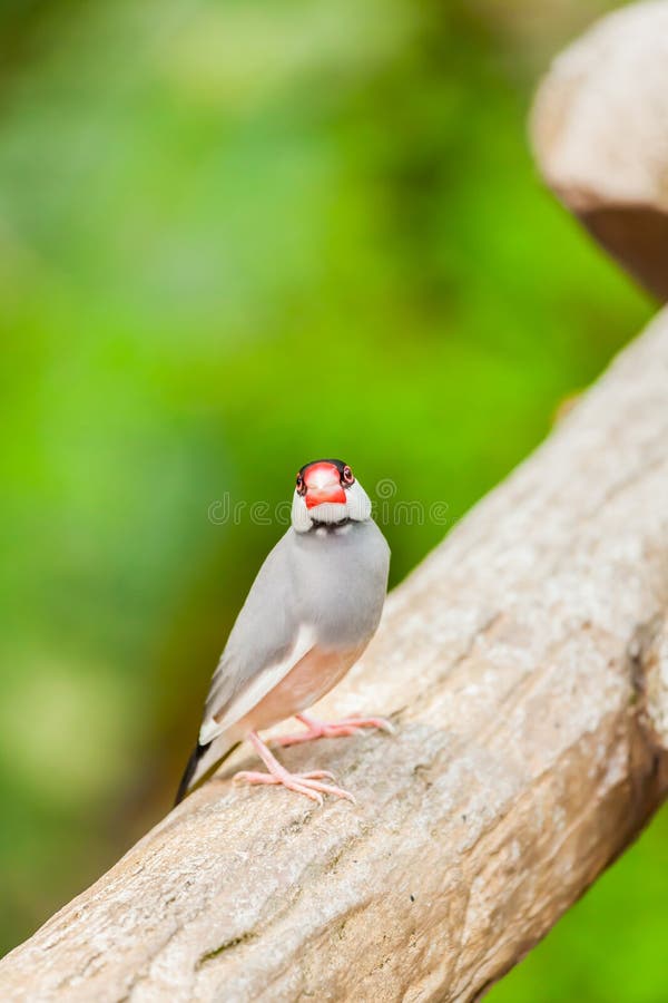 The Java sparrow bird stock image. Image of grain, paddy - 29892997