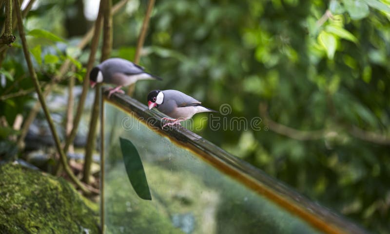 The Java Sparrow Bird Sits on a Glass Railing Stock Photo - Image of ...