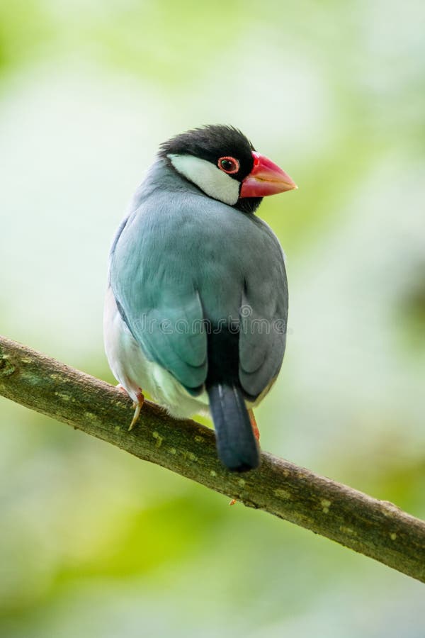 Java sparrow in the branch stock photo. Image of green - 182931228