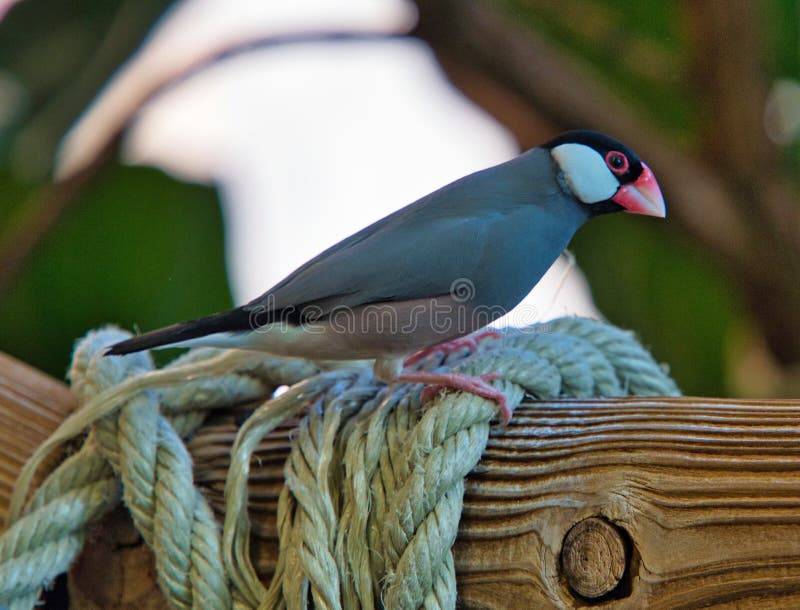 Java sparrow stock image. Image of sparrow, animal, wildlife - 268440535