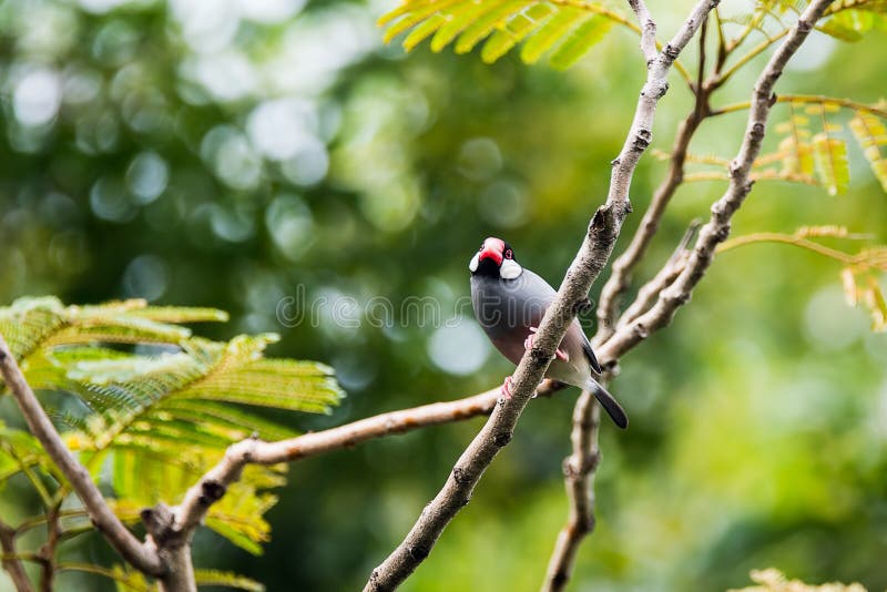 Java Sparrow on Branch Male and Female Lover Stock Photo - Image of ...