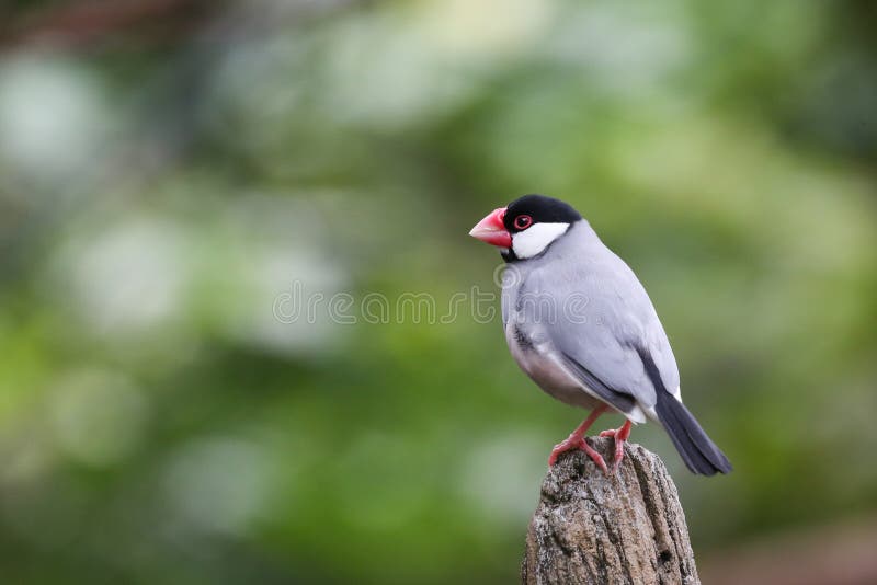 Java sparrow stock photo. Image of portrait, passerine - 50405512