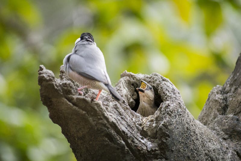 Java Sparrow en Baby stock afbeelding. Image of vogel - 37526829
