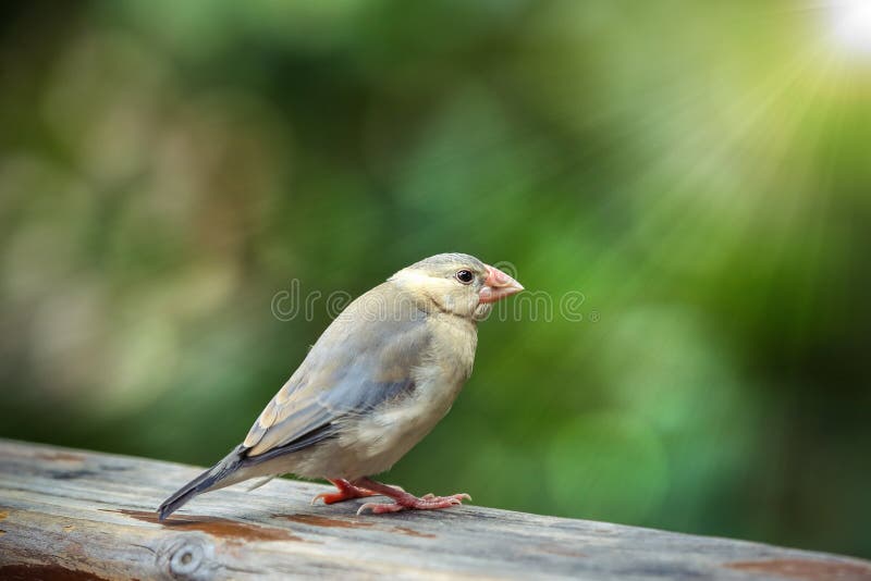 Java sparrow stock photo. Image of portrait, passerine - 50405512