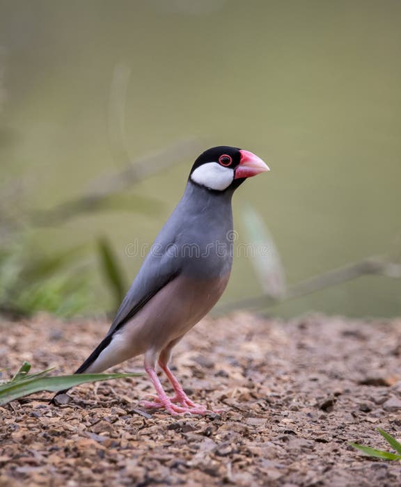 Java Sparrow on the Ground Animal Portrait. Stock Image - Image of head ...