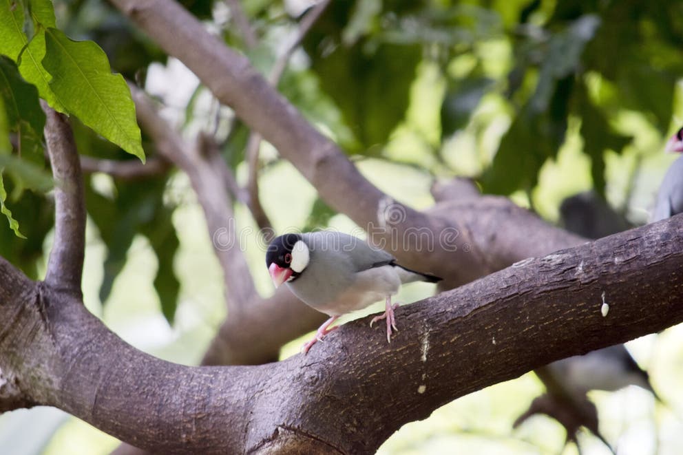 The Java Sparrow is Perched in a Tree Stock Image - Image of bird ...