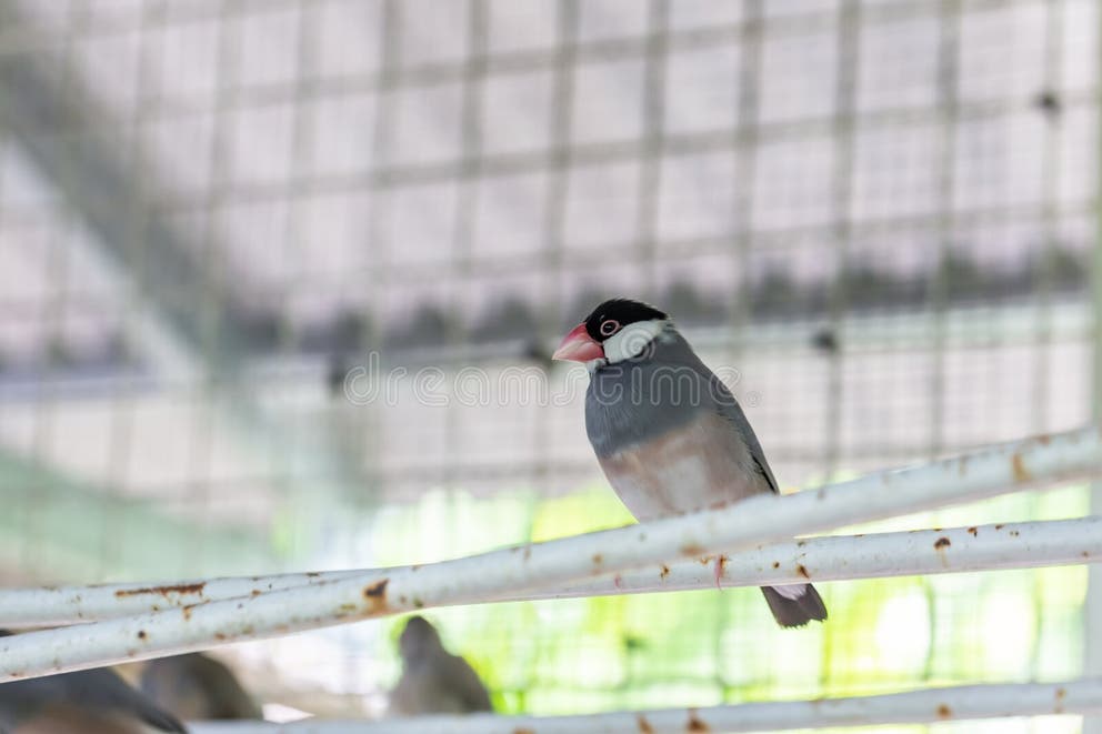 Java Sparrow or Java Finch in a Cage Stock Image - Image of branch ...