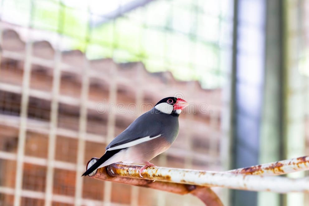 Java Sparrow or Java Finch in a Cage Stock Image - Image of large, bird ...