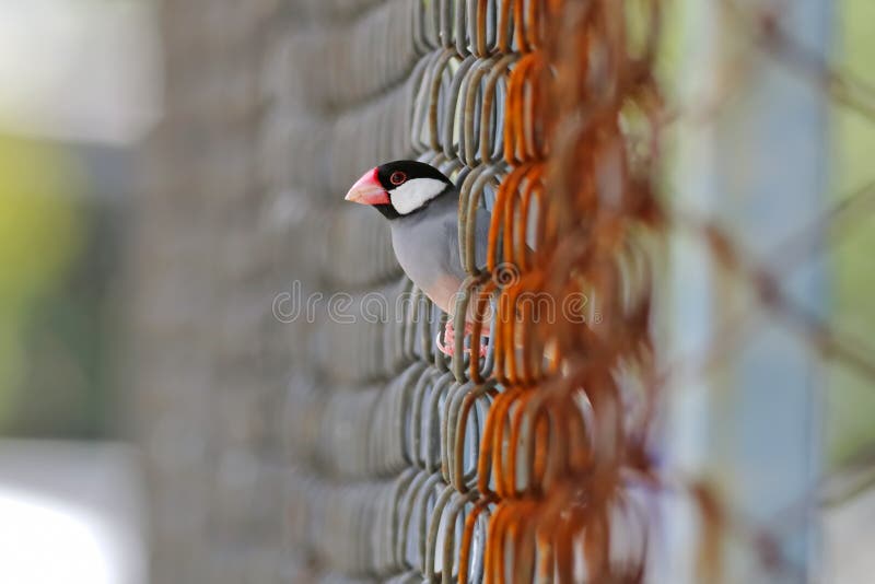Java Sparrow Java Finch Lonchura Oryzivora Birds of Thailand Stock ...