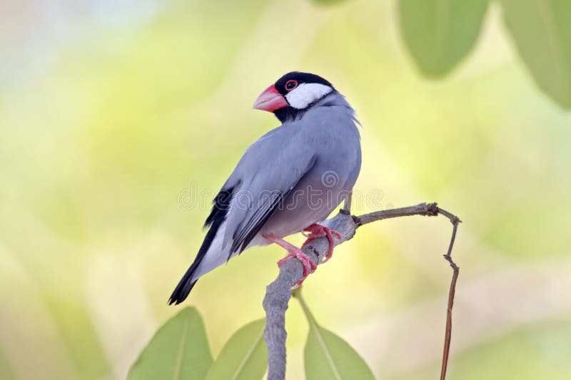 Java Sparrow Java Finch Lonchura Oryzivora Cute Birds of Thailand Stock ...