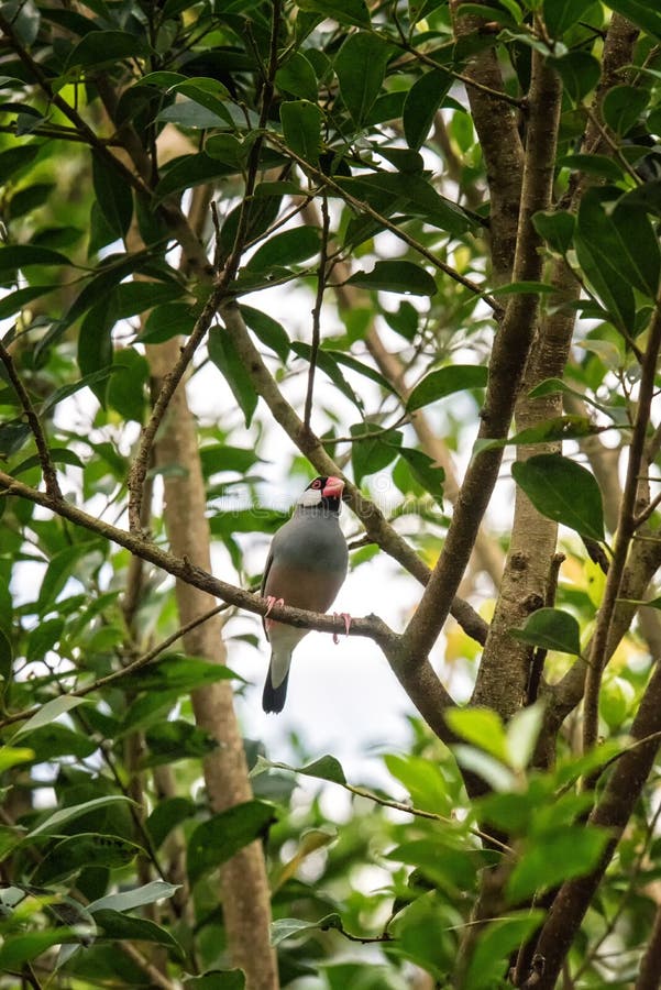 Java sparrow stock image. Image of decor, sparrow, stump - 100581917