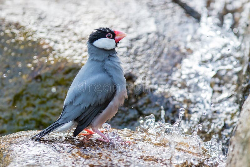 Java Sparrow (Lonchura-oryzivora) Stockfoto - Bild von lebensraum ...
