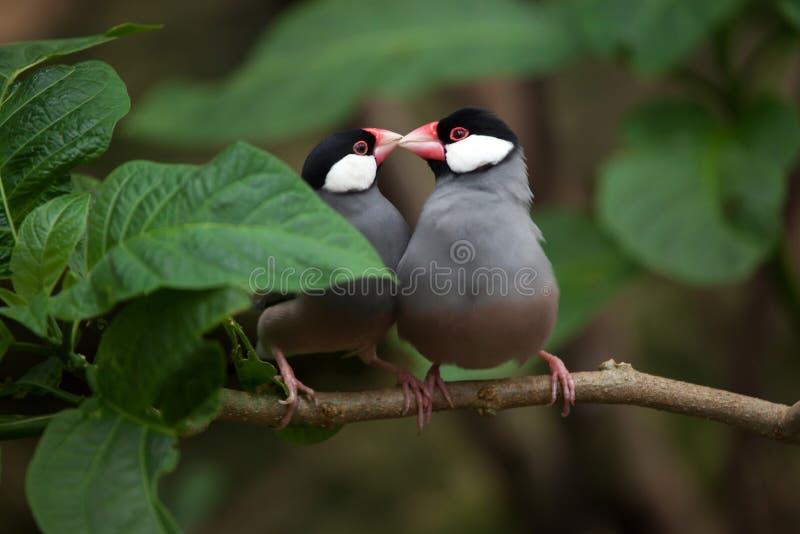 Java Sparrow Lonchura Oryzivora. Stock Image - Image of couple, padda ...