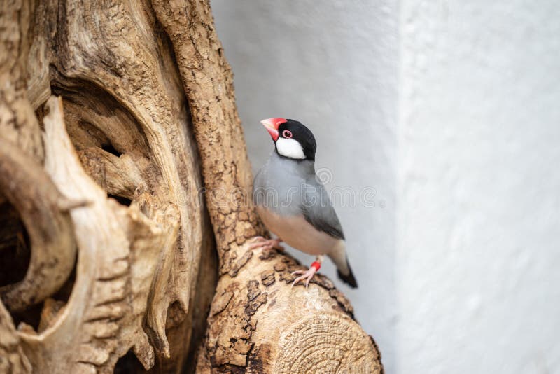 The Java Sparrow, Lonchura Oryzivora, Also Known As Java Finch, Java ...