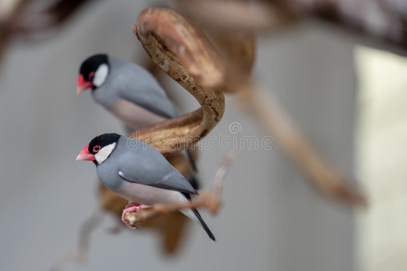 The Java Sparrow, Lonchura Oryzivora, Also Known As Java Finch, Java ...