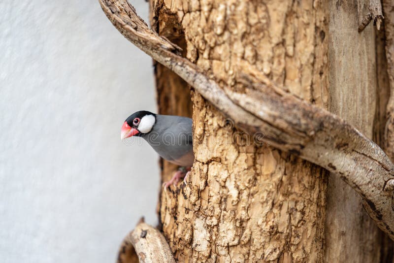 The Java Sparrow, Lonchura Oryzivora, Also Known As Java Finch, Java ...