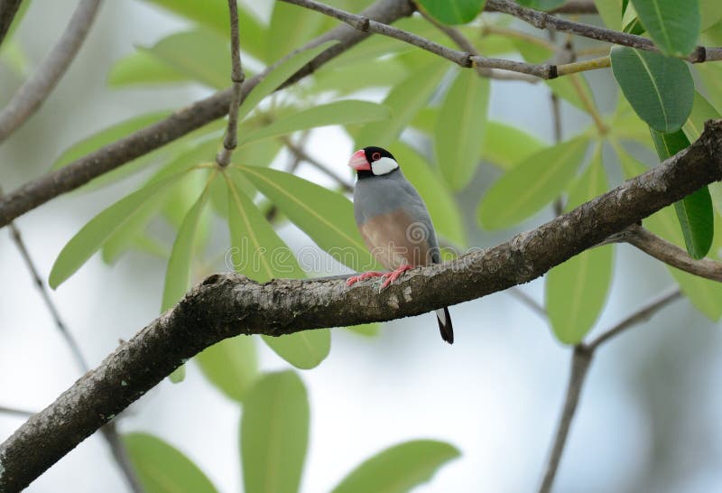 Java Sparrow Lonchura Oryzivora Stock Image - Image of thailand, thai ...