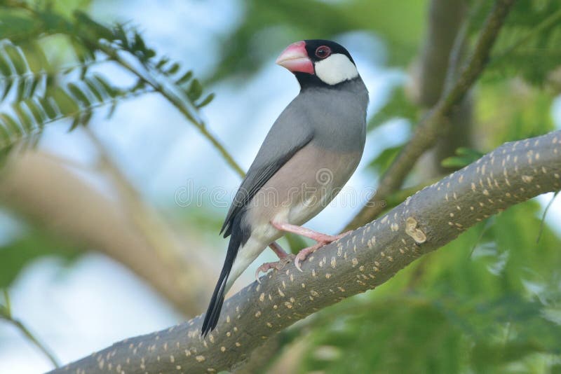 Java Sparrow / Lonchura Oryzivora Stock Image - Image of lonchura ...