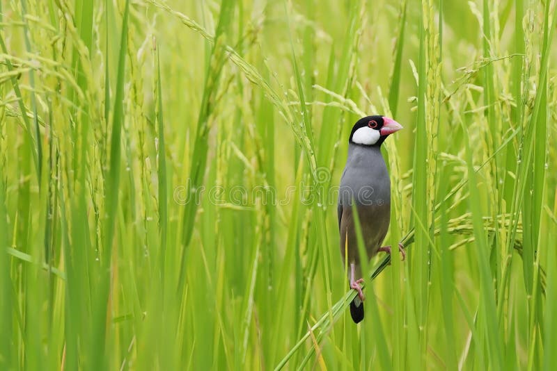 Java Sparrow stock photo. Image of oryzivora, sparrow - 32822000
