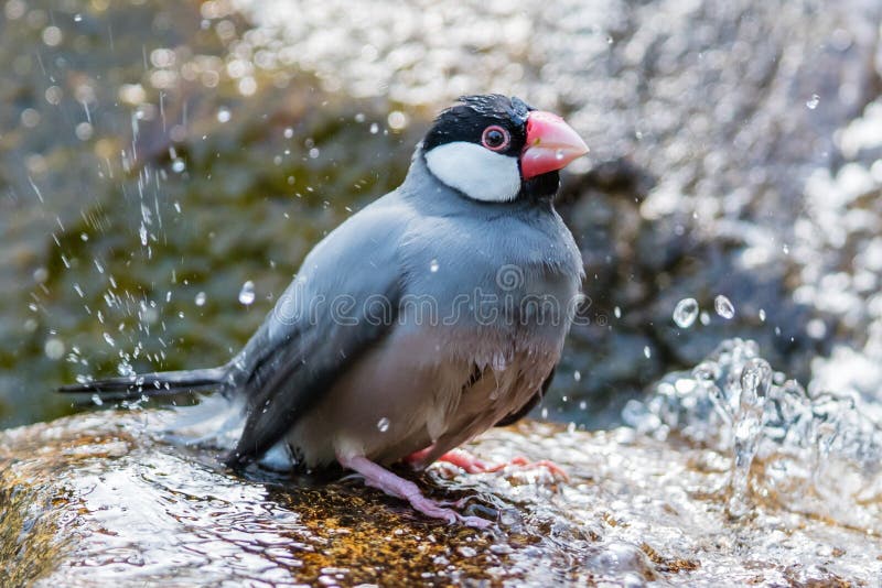 239 Java Sparrow Birds Photos - Free & Royalty-Free Stock Photos from Dreamstime
