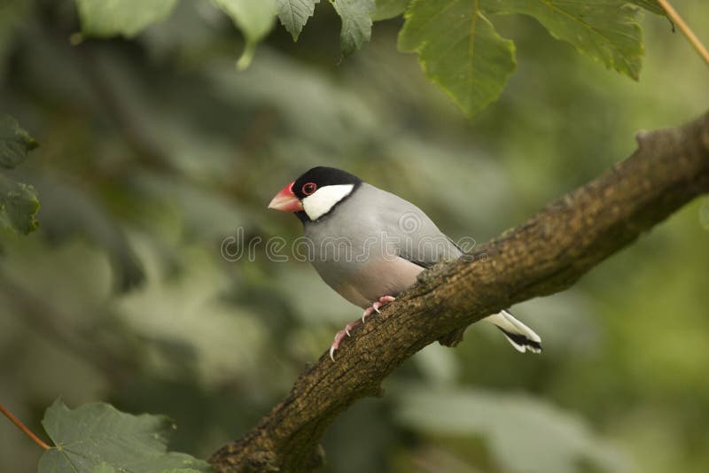 The Java Sparrow Lonchura Oryzivora. Stock Image - Image of green ...