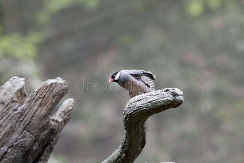 Java Sparrow (Padda Oryzivora) Stock Image - Image of leaf, branch ...