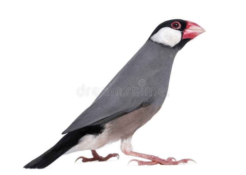 Java Sparrow - Padda Oryzivora Stock Image - Image of studio, people ...