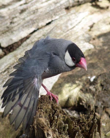 Java sparrow stretch stock photo. Image of roost, padda - 4902846