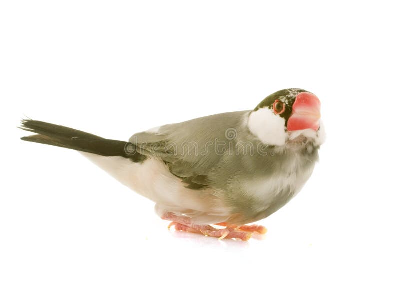 Java Sparrow Java Finch Lonchura Oryzivora Female Stock Image - Image ...