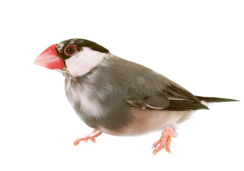 379 White Java Sparrow Stock Photos - Free & Royalty-Free Stock Photos ...