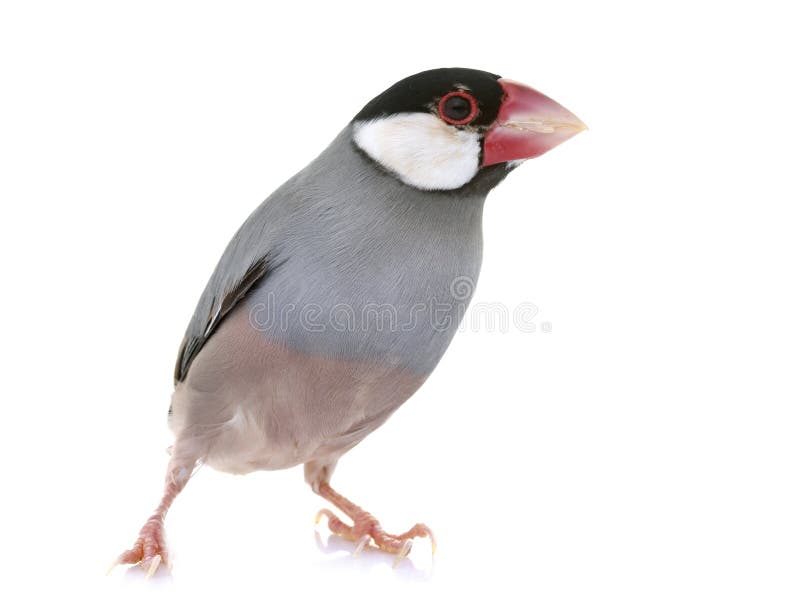 326 White Java Sparrow Photos - Free & Royalty-Free Stock Photos from ...